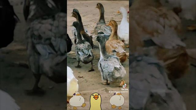 Утиные истории - Утки идут Смотреть как - Деревня | Village Ducks 🦆