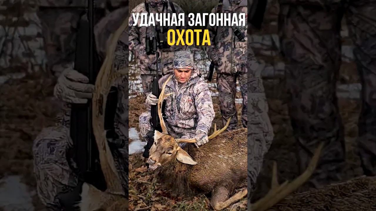 Загонная охота! Полный фильм на канале! #охотарыбалка #hunting #охота #охотавроссии #олень