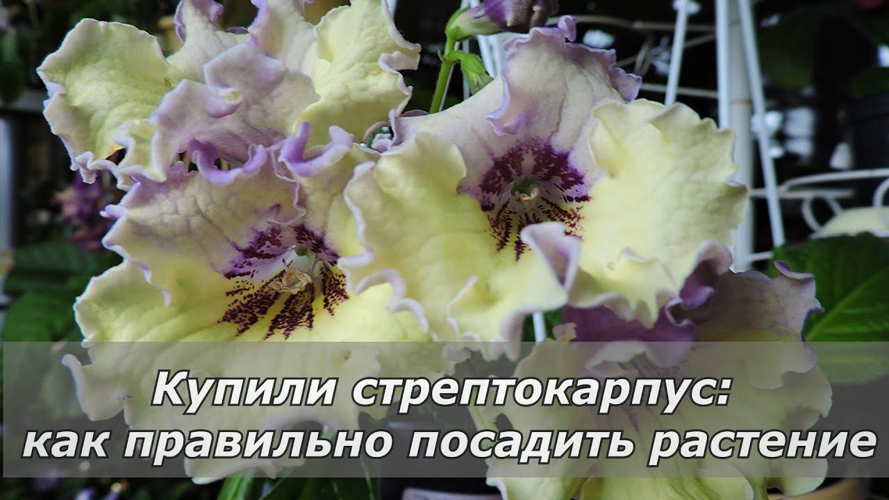 Пересадка стрептокарпуса после покупки