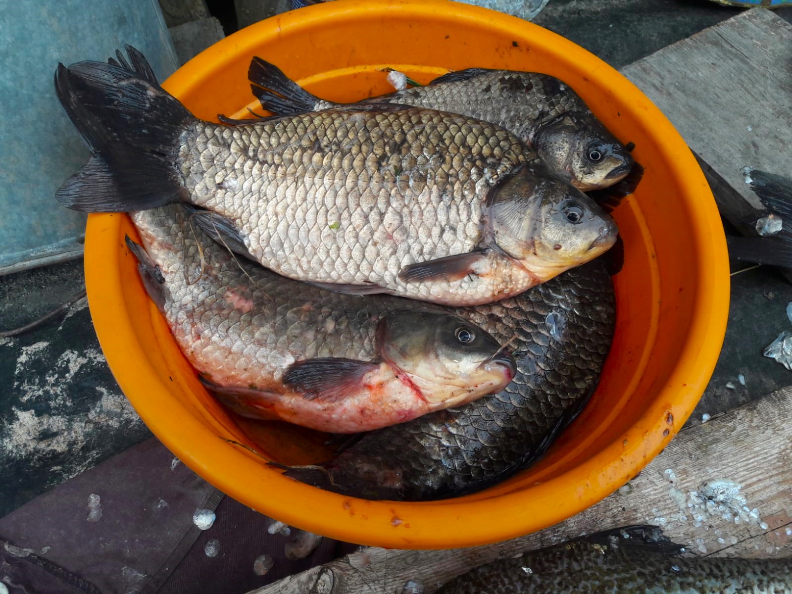 БУДНИ ДЕРЕВЕНСКОГО РЫБОЛОВА  НАЛОВИЛ СЕТЬЮ КАРАСЕЙ НА ЖАРЕХУ