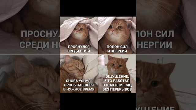Смешные мемы про котиков:)