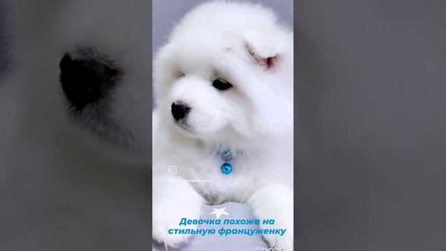 Француженка...