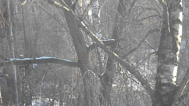 Голубь перелетает с ветки на ветку DSCN5136