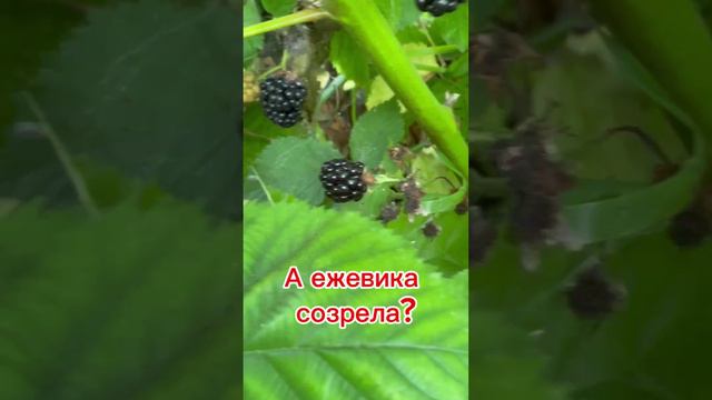 Как определить, что ежевика созрела и сладкая
