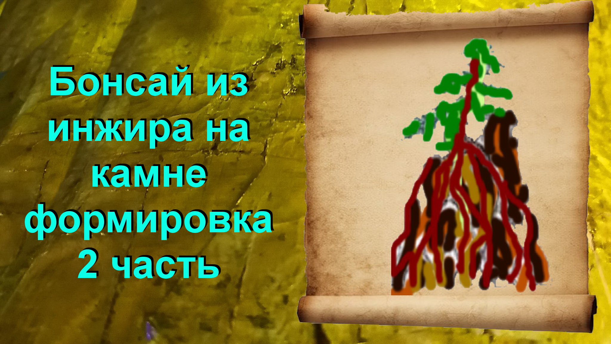 2..Бонсай на камне из Инжира, фиговое дерево, смоковница, фикус карика  часть 2