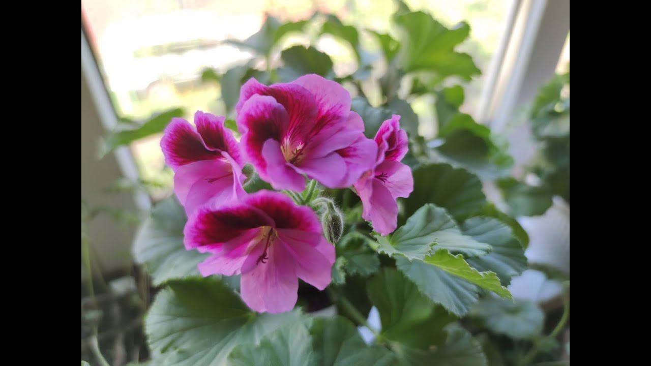 Почему не цветут пеларгонии? Три важные причины