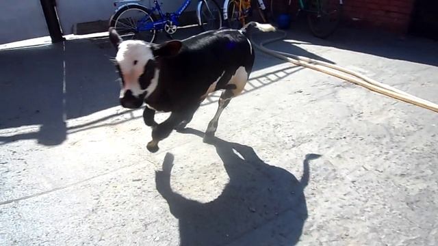 У нас есть Бычок и Корова. Нашему Бычку уже полтора  месяца. Бычок играет и растёт.