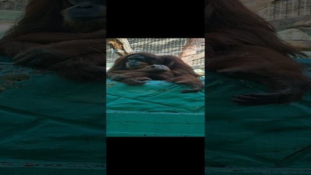 Орангутан ест банан в Сафари Парке, Геленджик