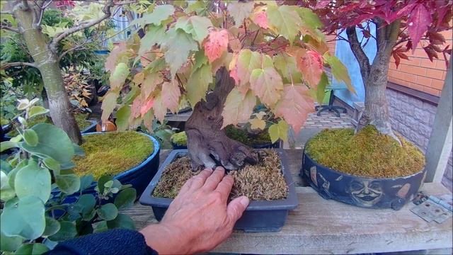 Бонсай осень дайджест озвучка 2023 год Bonsai autumn digest voice acting 2023