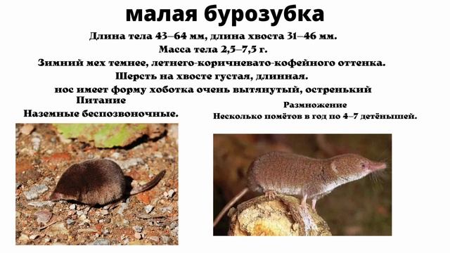 Малая бурозубка