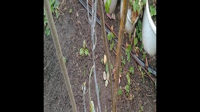 Открываем инжир почему так рано!!!