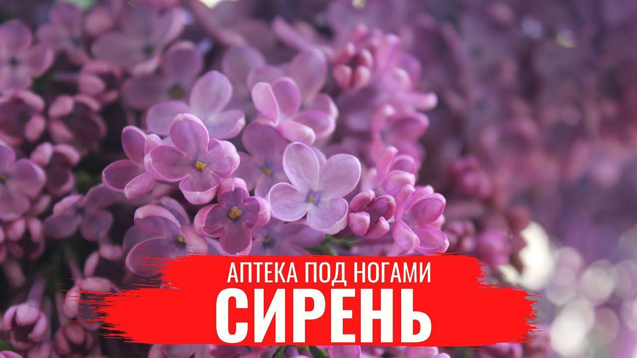СИРЕНЬ /О правилах сбора, нюансах заготовки и приготовлении полезных настоев/ Аптека под ногами
