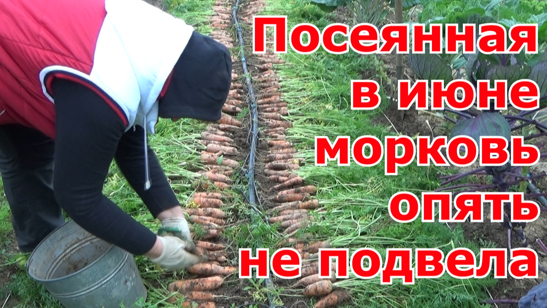 Морковь для хранения сажаю только в середине июня и довольна. Преимущества посева моркови в июне