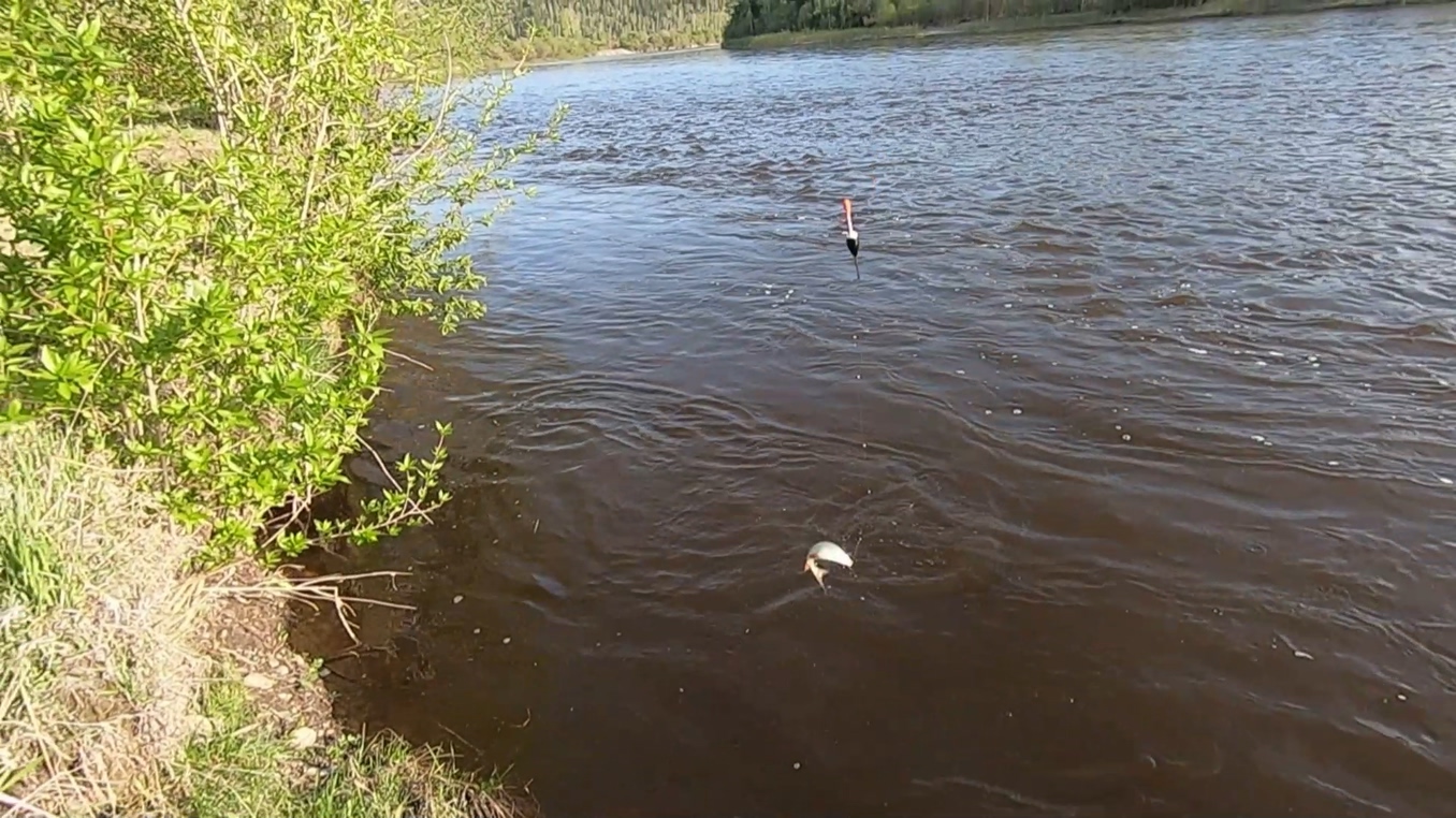 Рыбалка на Иркуте. Сорога гнёт махало. Открытие сезона жидкой воды.