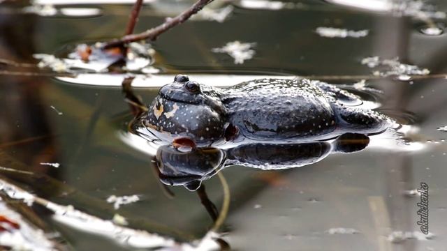 ПОЮЩИЕ ЖЕРЛЯНКИ
