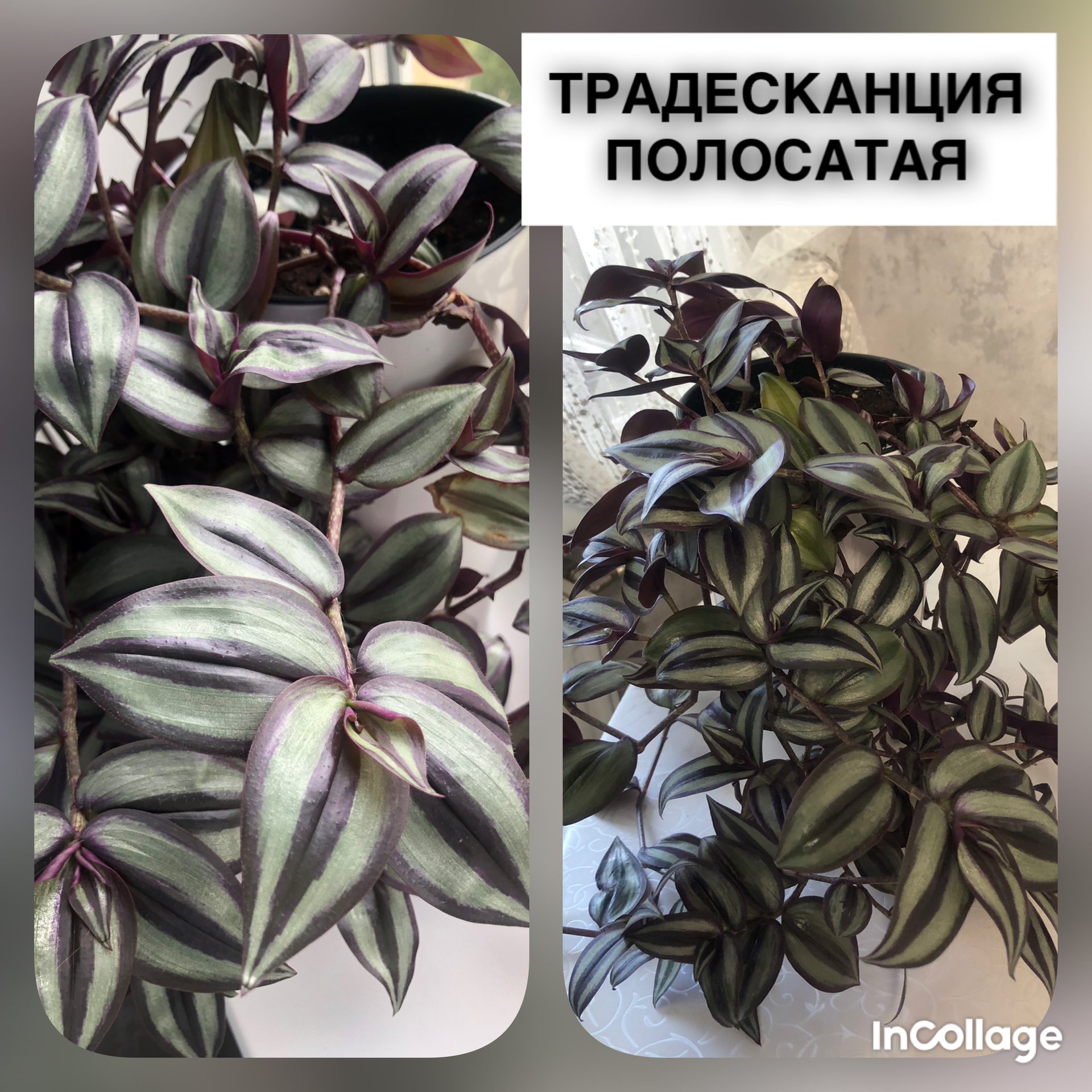 Как ухаживать за традесканцией в горшке