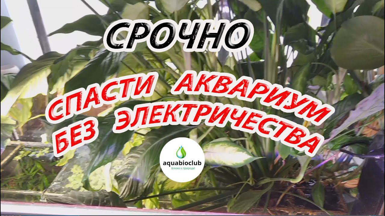 Как сохранить аквариум без электричества и света.