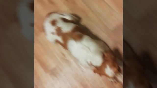 Бретон дрессировка послушания..mp4