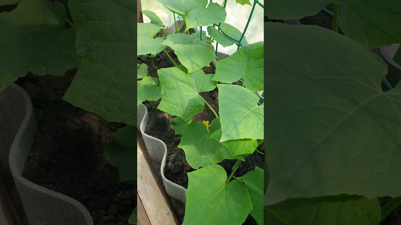 Янтарная кислота в помощь...