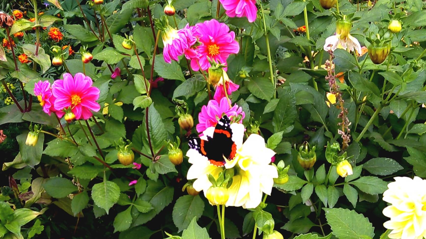 БАБОЧКА в СЕНТЯБРЕ - ПРОЩАЛЬНЫЙ ПОДАРОК ЛЕТА!