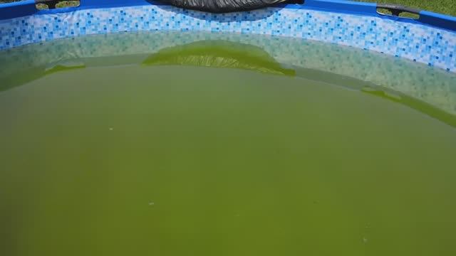 Чистка бассейна и фильтр для бассейна своими руками