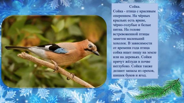 Видео-урок _Птицы зимой_ часть  1