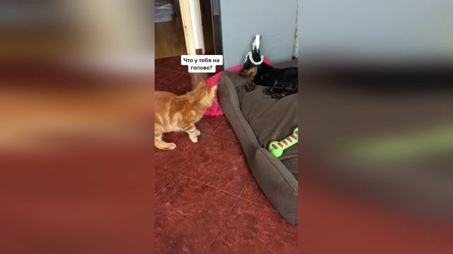 Самые смешные животные / Приколы с котами и собаками(# 54)#Shorts