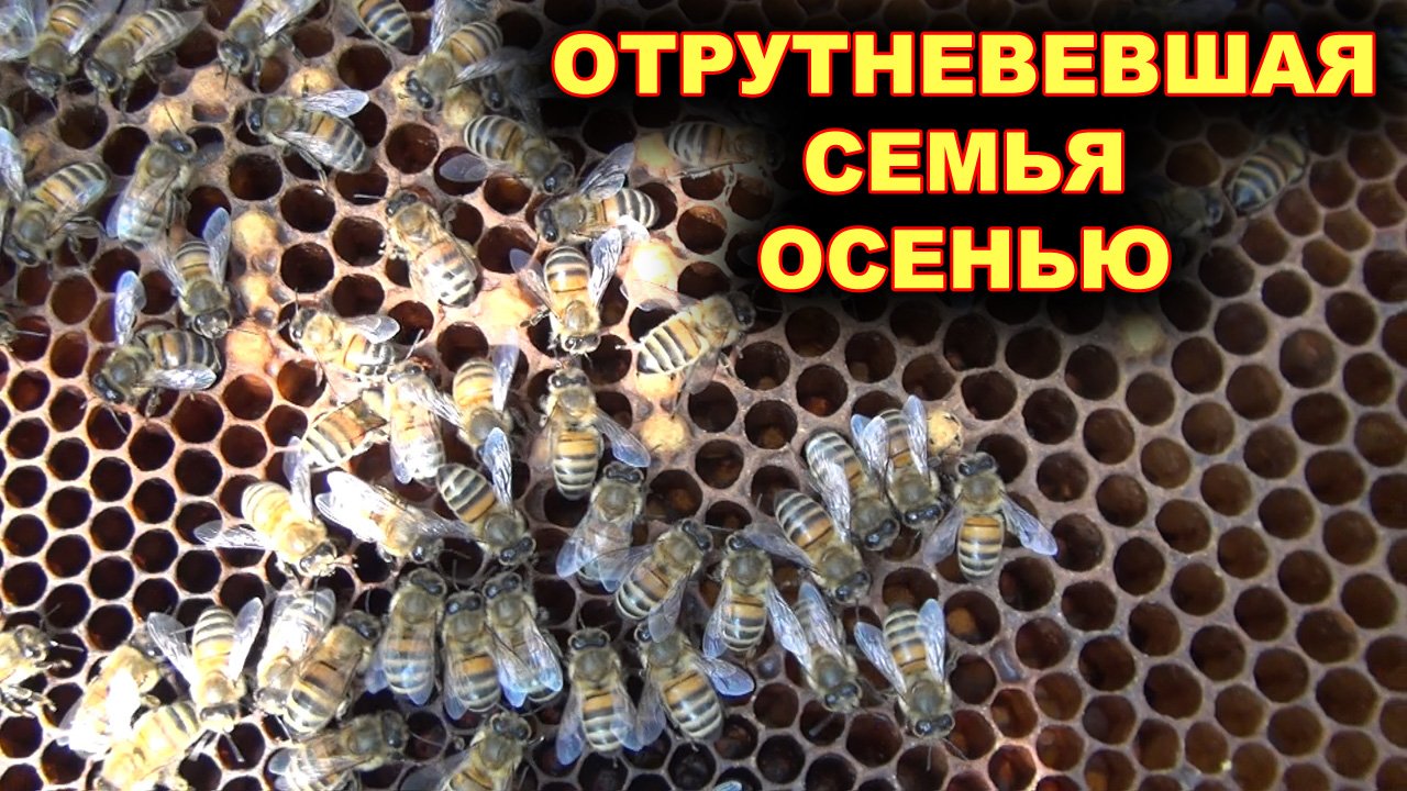 Семья трутовка в сентябре