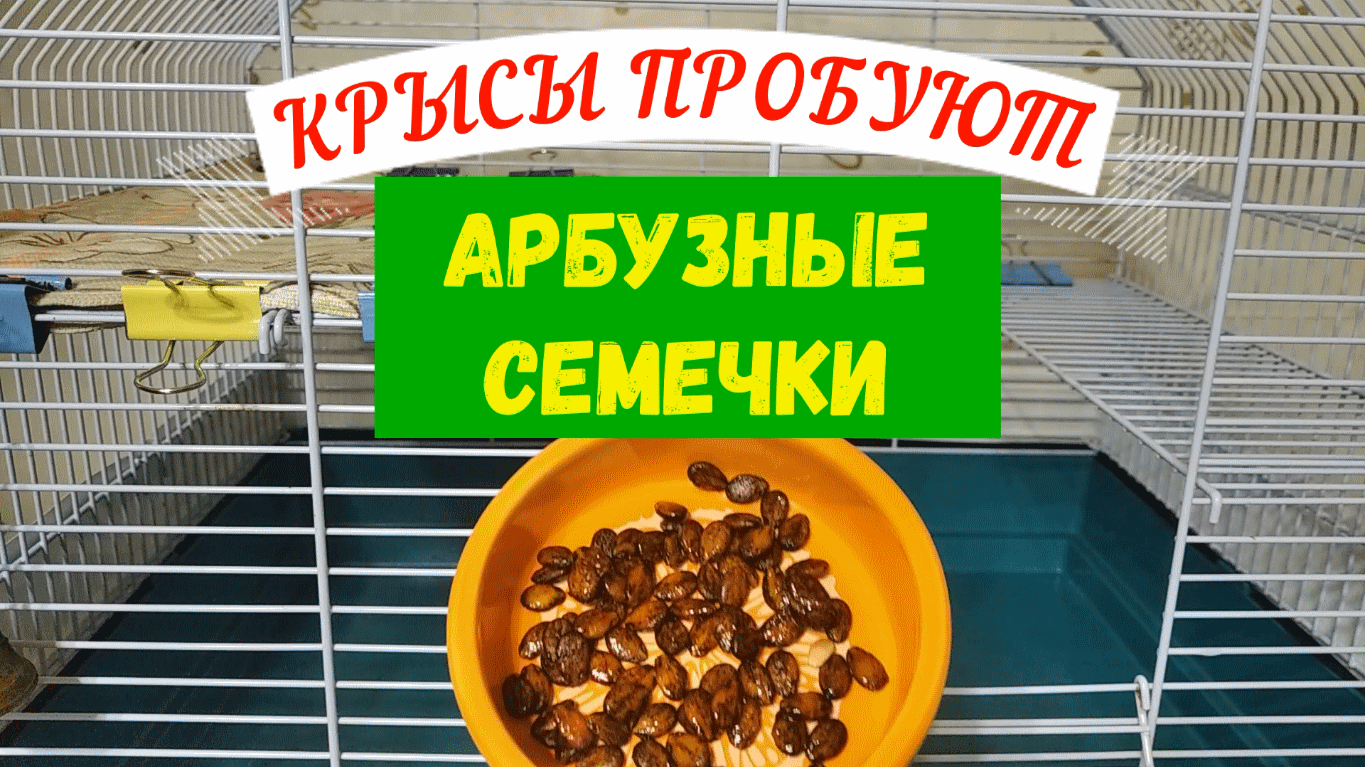 КРЫСЫ ПРОБУЮТ АРБУЗНЫЕ СЕМЕЧКИ