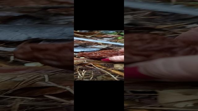 ❗КАК ВЫГЛЯДИТ ЯДОВИТЫЙ СТРОЧОК ОБЫКНОВЕННЫЙ ❓ ПОКАЗЫВАЮ❗