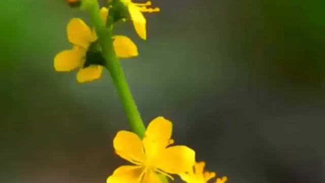 # старославянские приметы # сентябрь #