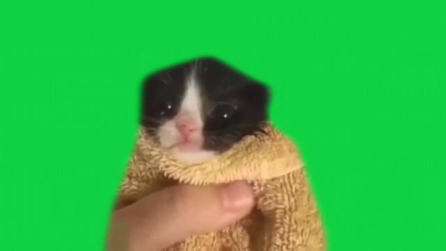 Милые котики