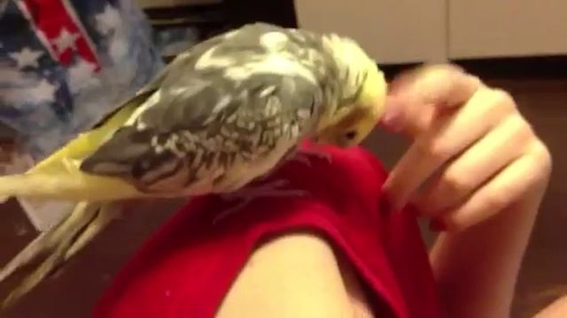 Попугай ручной корелла самка - возраст 9 мес не слезает с плеча