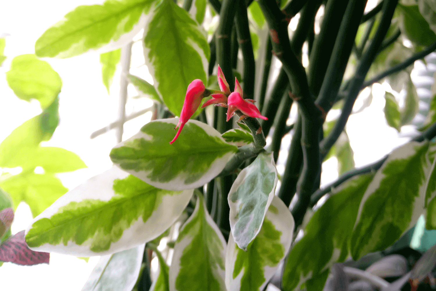 Педилантус, молочай титималоидный. Обрезка (Euphorbia tithymaloides. Pruning)