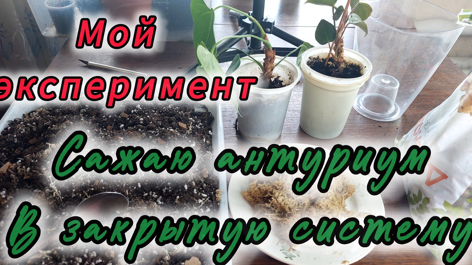Пересаживаю антуриумы? посадка в закрытую систему