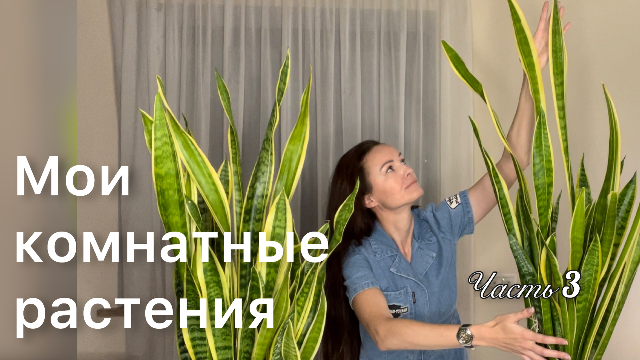 ОБЗОР | Чем кормлю | ФИКУС ФИЛОДЕНДРОН САНСЕВИЕРИЯ | Дневник садовода