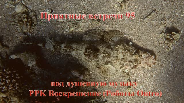 Приятные встречи 95 Крокодил длиннорылый плоскоголов под музыку PPK Воскрешение (Роботы Outro)