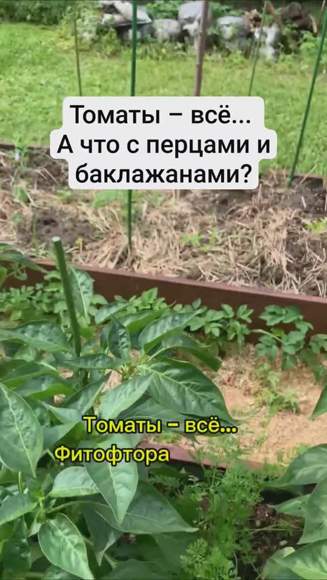 Томаты – всё... А что же с перцами и баклажанами?