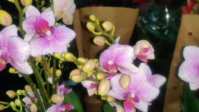 Цветы Вместе - Приемка растений из совместной закупки до 20.10.2020г.