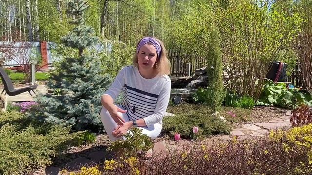 Подкормка пионов для пышного цветения