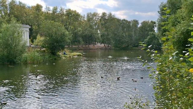 Утки в Харитоновском парке