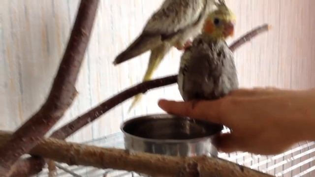 Кореллы. Водные процедуры. Ручные попугаи - это релакс. АСМР - ровный спокойный голос