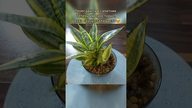Пересадила в САЛАТНИК Сансевиерию Ханни Голд?Теперь им просторно?Детка сразу начала расти?#shorts