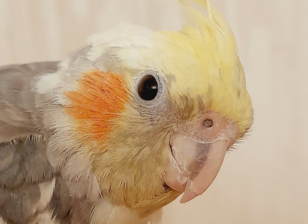 Попугай корелла испуган))
