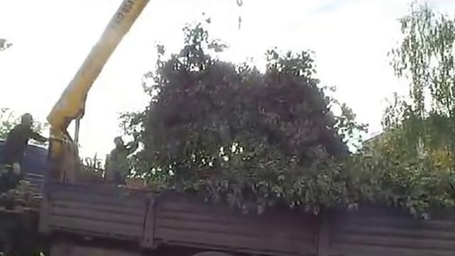 Все видео_Вывоз веток от горгаза г.Сарапул.mp4