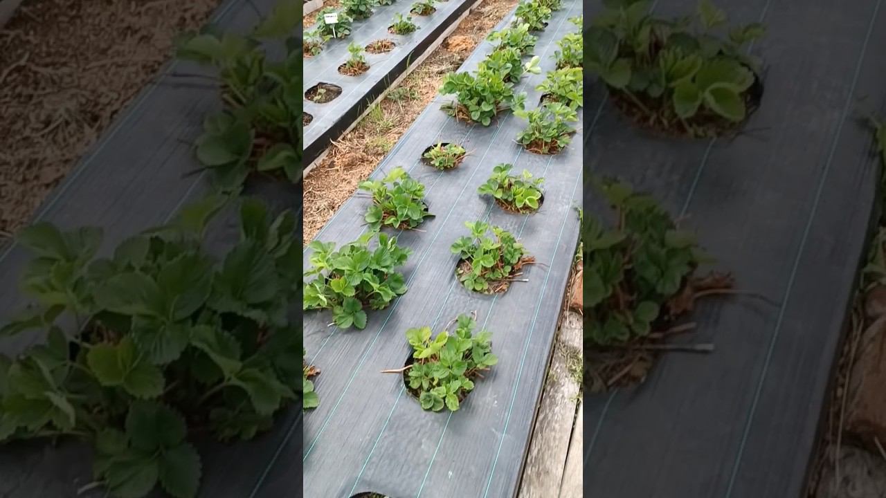 Расстояние между кустами имеет значение! Сколько делать?