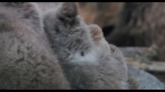 Серьга - Я бурый медведь. Клип.