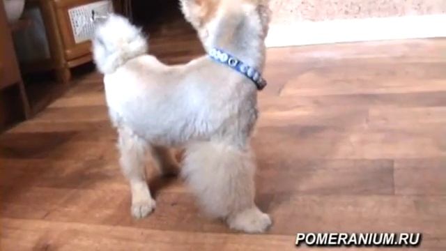 Шпиц Бу EXTREME