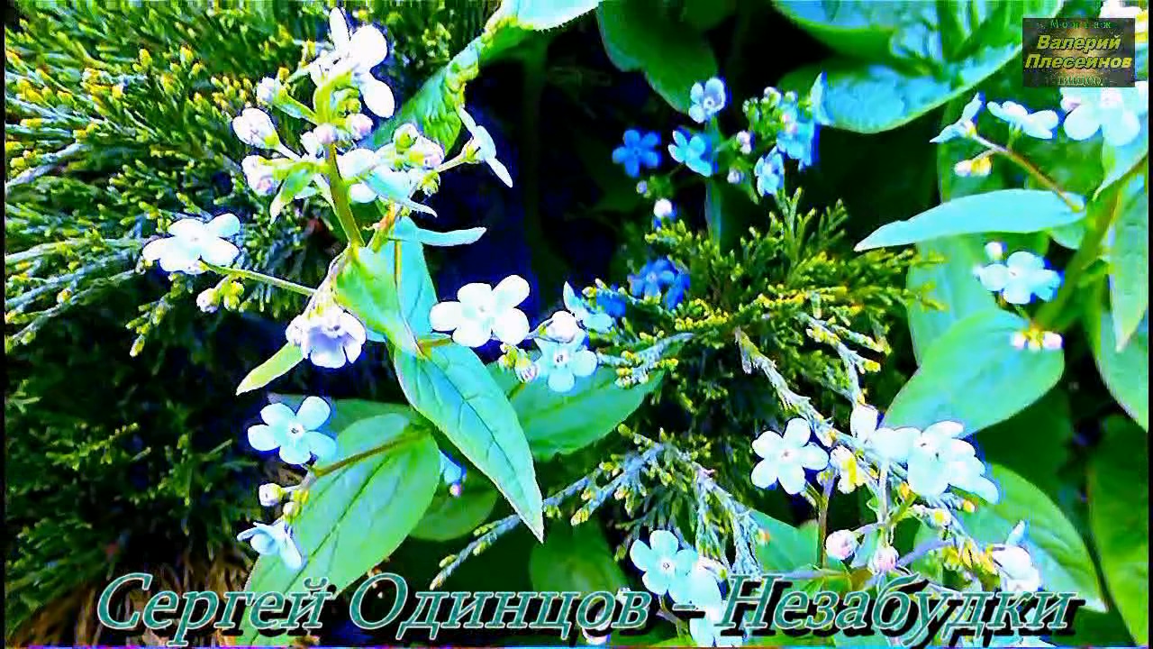 Сергей Одинцов - Незабудки