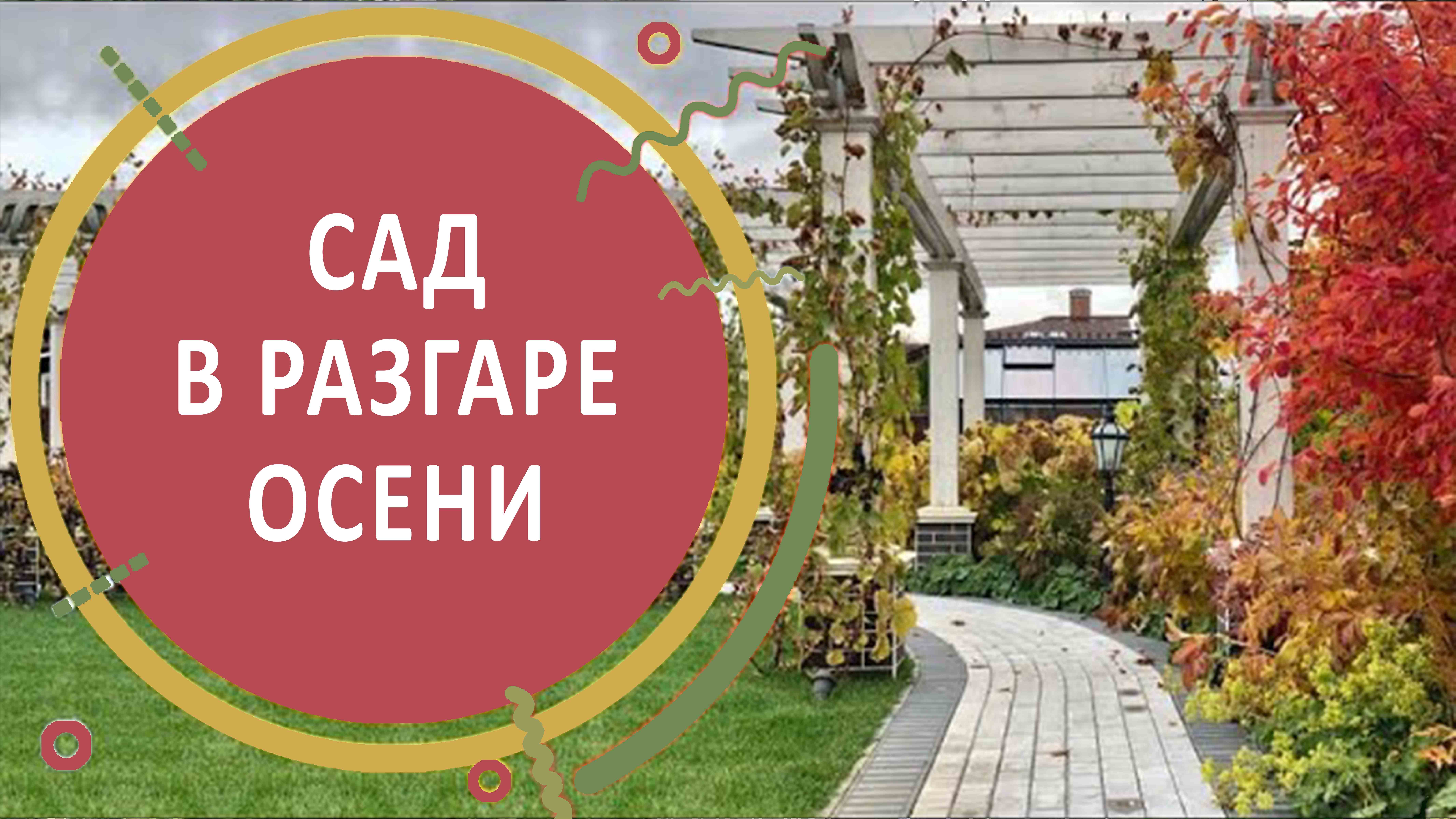 Прогулка по осеннему саду в конце октября | гортензии | осенняя окраска листвы